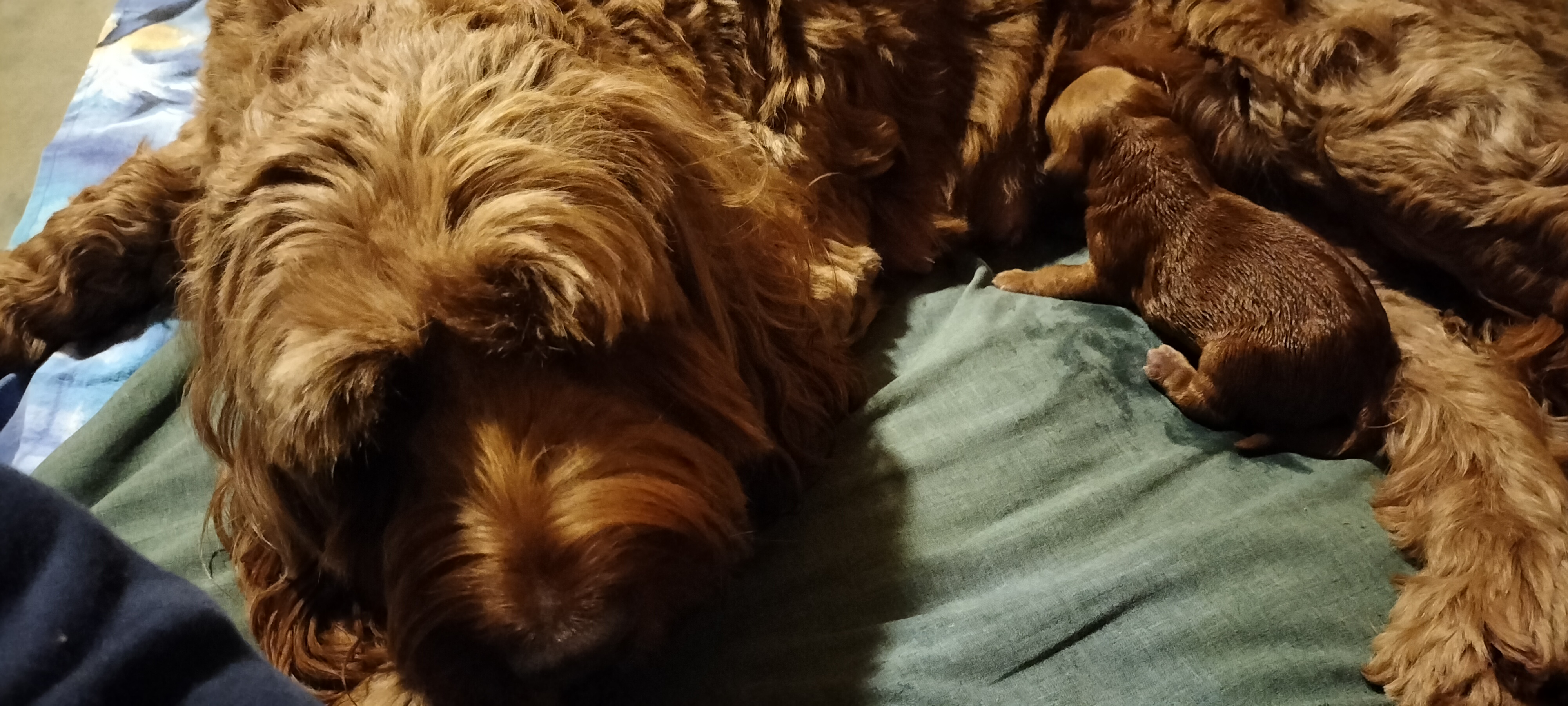 How to adopt a Rare Silver Labradoodle Puppy